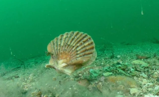 Scallop | Animals. Animals, Animals! Wiki | Fandom