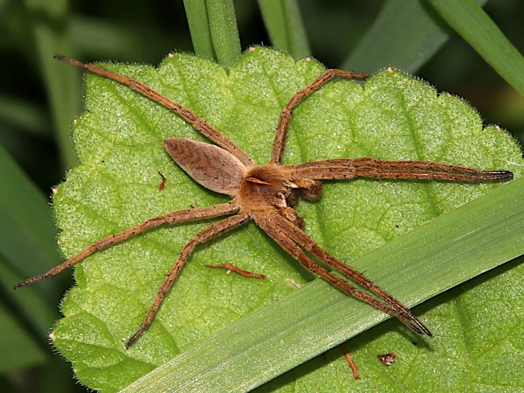 Nursery Web Spider | Animals. Animals, Animals! Wiki | Fandom