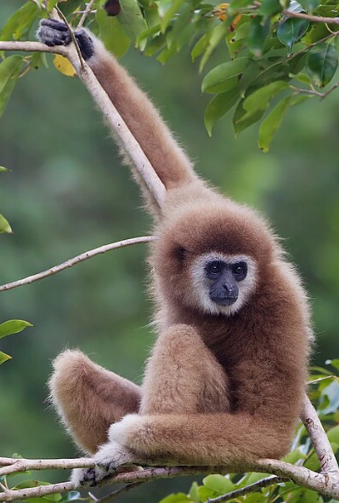 Gibbon | Animals. Animals, Animals! Wiki | Fandom