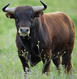 Ox | Animals. Animals, Animals! Wiki | Fandom