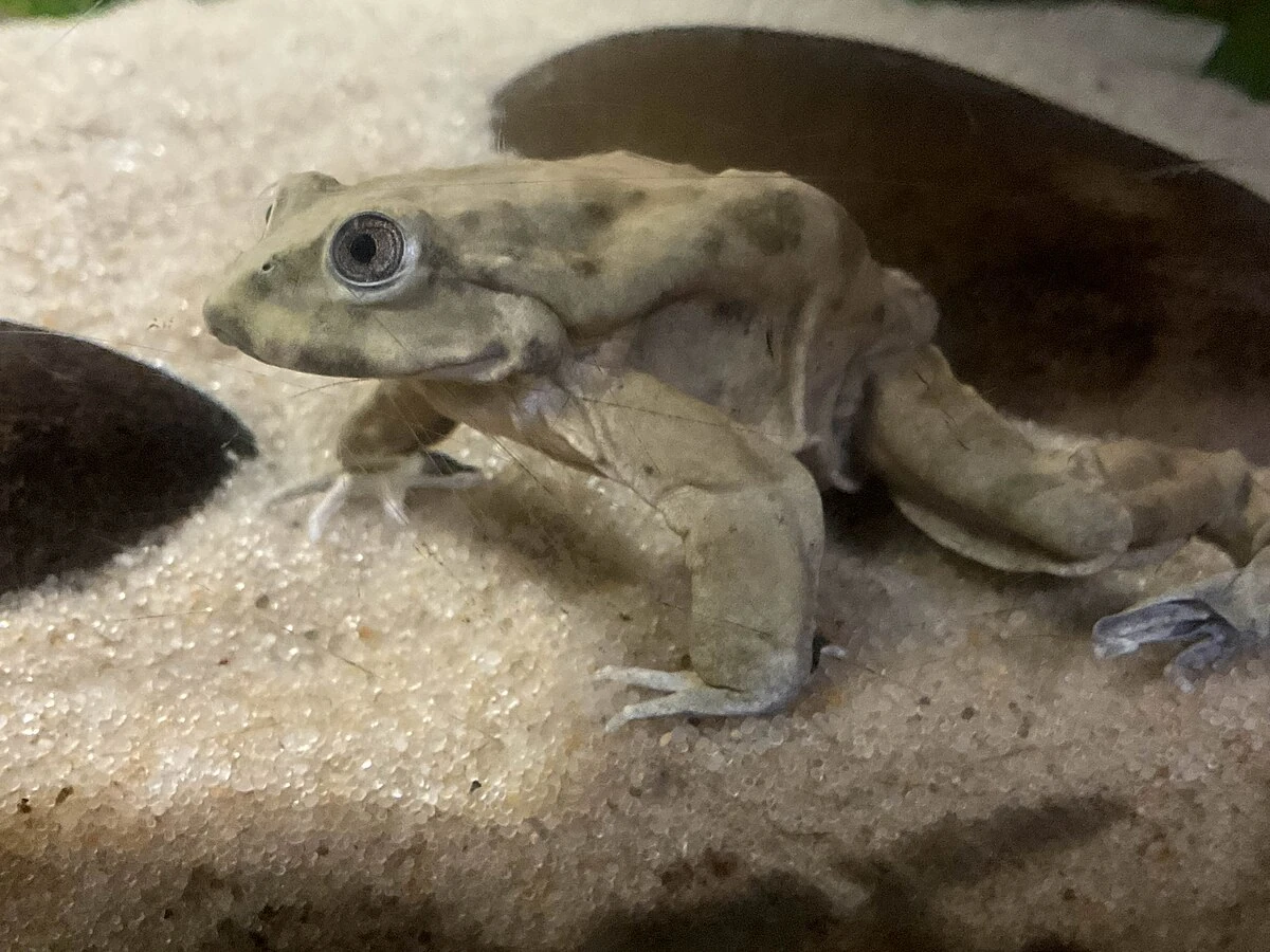 Titicaca Frog | Animals. Animals, Animals! Wiki | Fandom