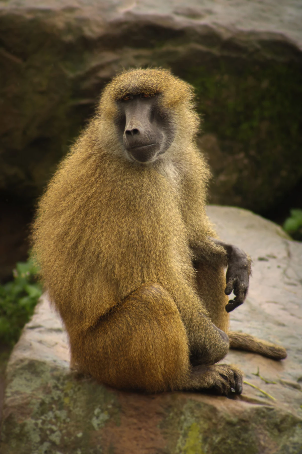 Baboon | Animals. Animals, Animals! Wiki | Fandom