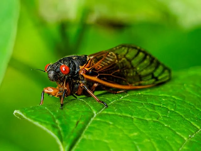 Cicada | Animals. Animals, Animals! Wiki | Fandom