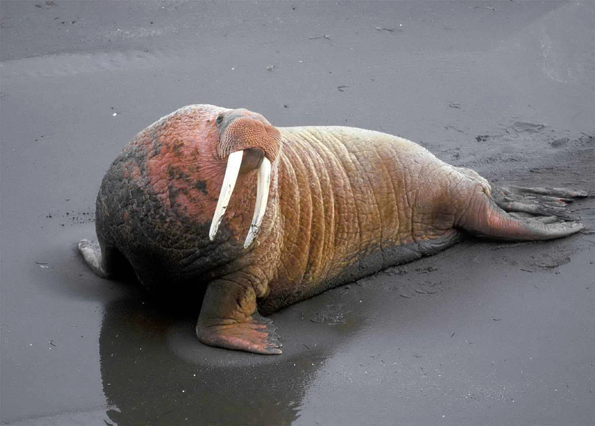 Walrus | Animals. Animals, Animals! Wiki | Fandom