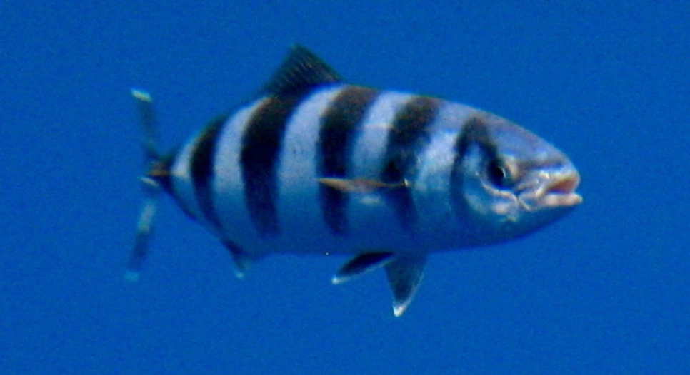 Pilot Fish | Animals. Animals, Animals! Wiki | Fandom