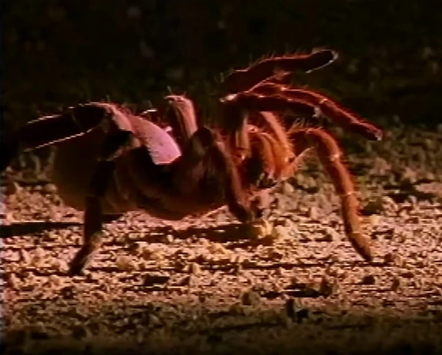 Tarantula | Animals. Animals, Animals! Wiki | Fandom