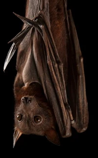 Little Red Flying Fox | Animals. Animals, Animals! Wiki | Fandom