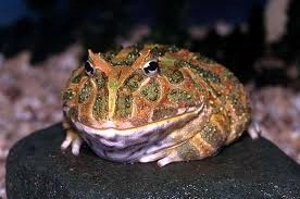 Wide-Mouth Frog | Animals. Animals, Animals! Wiki | Fandom