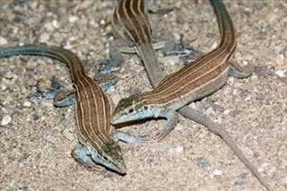Whiptail Lizard | Animals. Animals, Animals! Wiki | Fandom