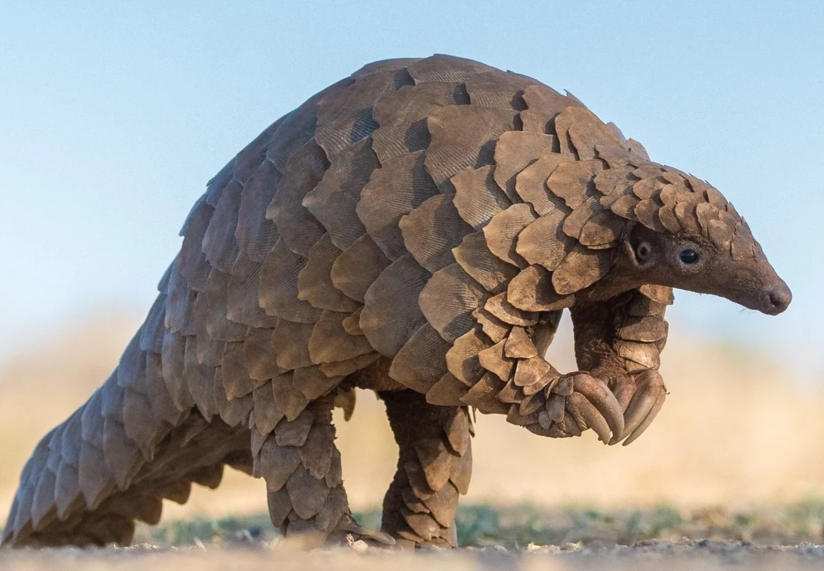 Pangolin | Animals. Animals, Animals! Wiki | Fandom