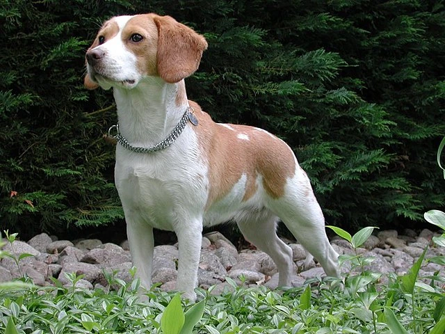 Beagle | Animals. Animals, Animals! Wiki | Fandom