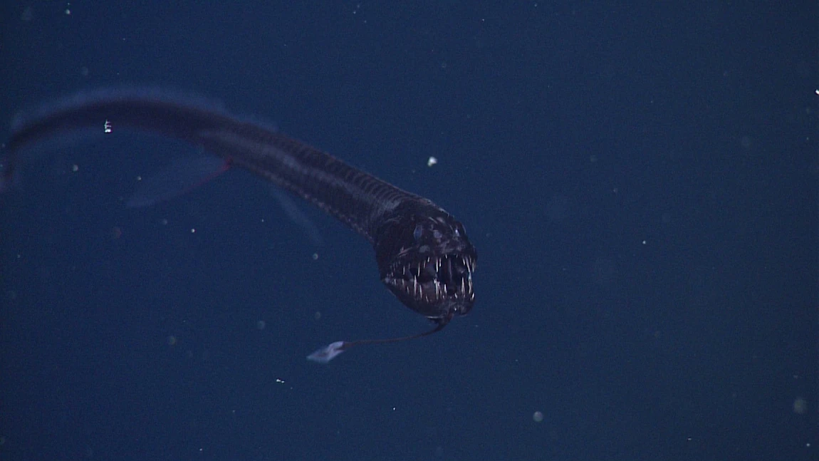 Dragonfish | Animals. Animals, Animals! Wiki | Fandom