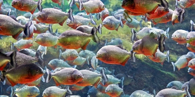 Piranha | Animals. Animals, Animals! Wiki | Fandom
