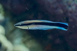 Cleaner Wrasse | Animals. Animals, Animals! Wiki | Fandom