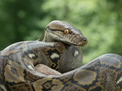 Reticulated Python | Animals. Animals, Animals! Wiki | Fandom