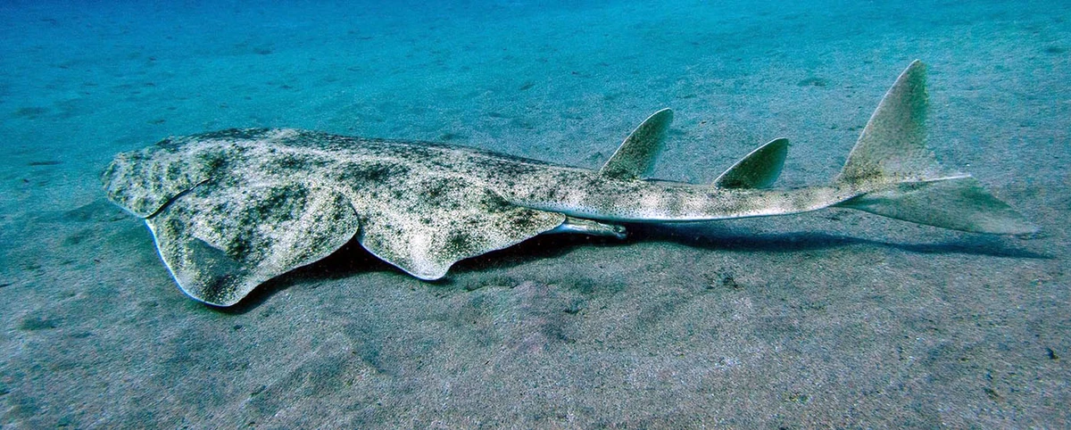 Angel Shark | Animals. Animals, Animals! Wiki | Fandom
