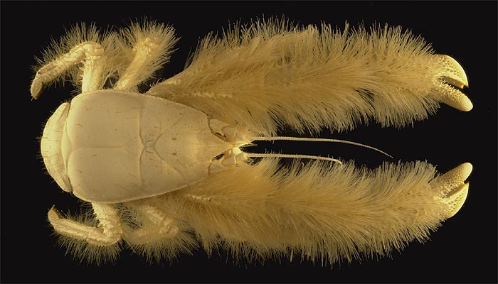 Yeti Crab | Animals. Animals, Animals! Wiki | Fandom