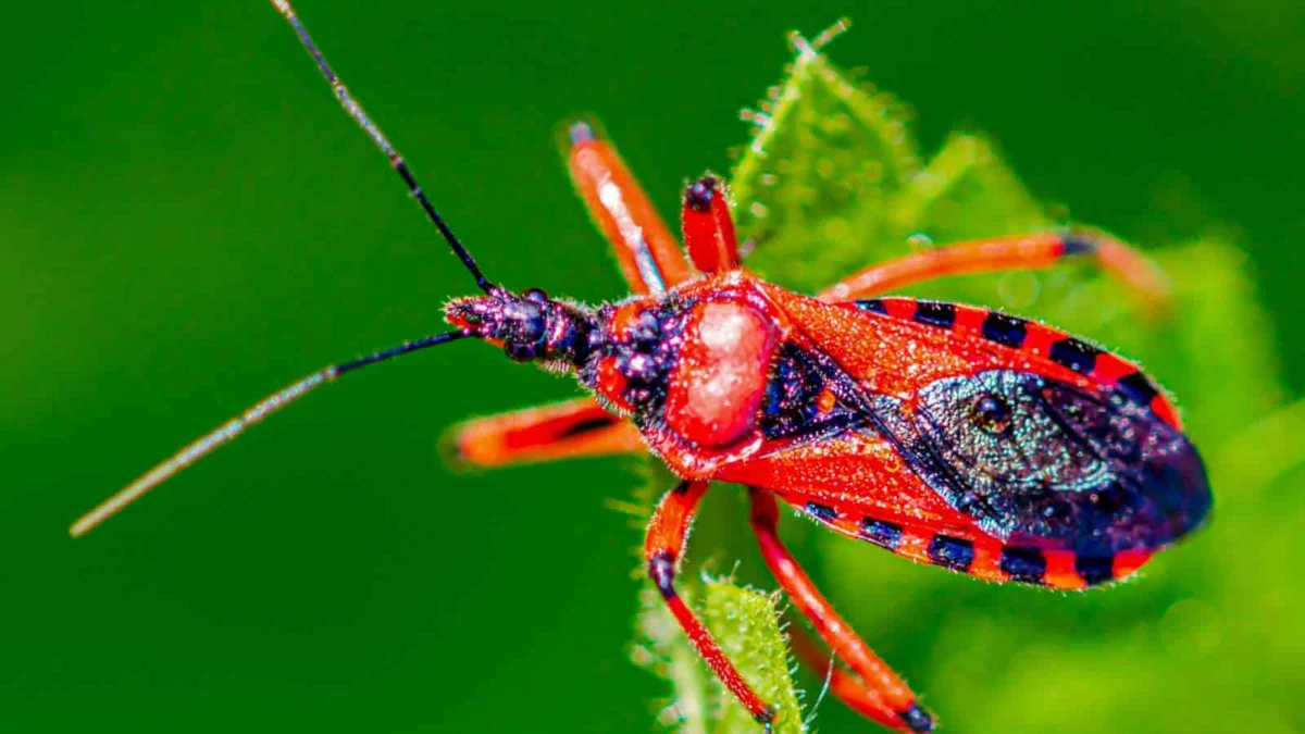 Assassin Bug | Animals. Animals, Animals! Wiki | Fandom