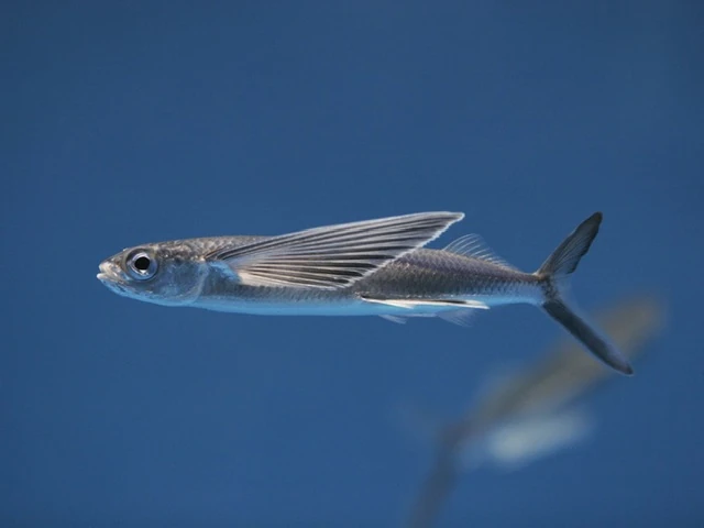 Flying Fish | Animals. Animals, Animals! Wiki | Fandom