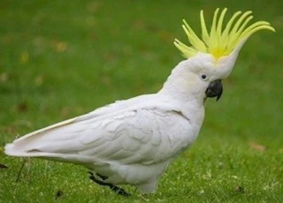Cockatoo | Animals. Animals, Animals! Wiki | Fandom