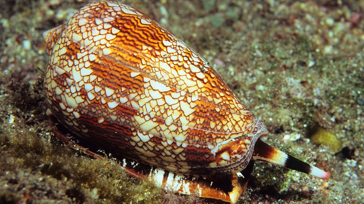 Cone Snail | Animals. Animals, Animals! Wiki | Fandom