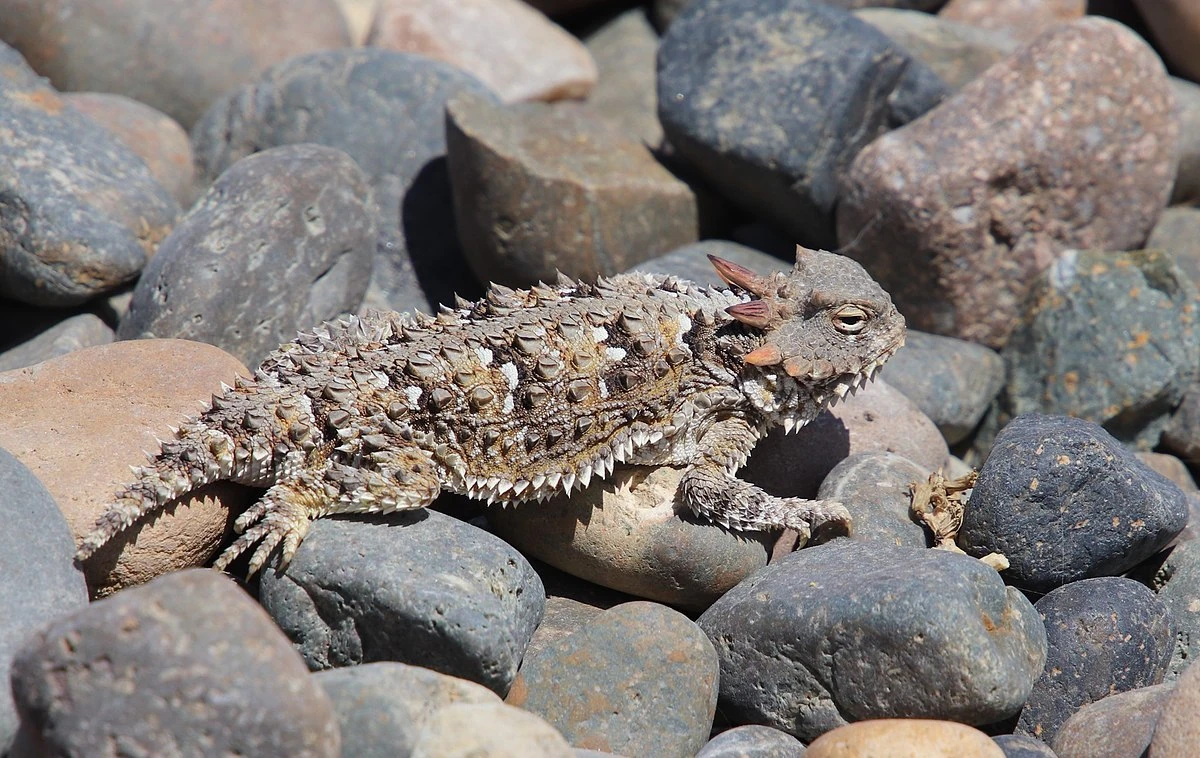 Horned Lizard | Animals. Animals, Animals! Wiki | Fandom