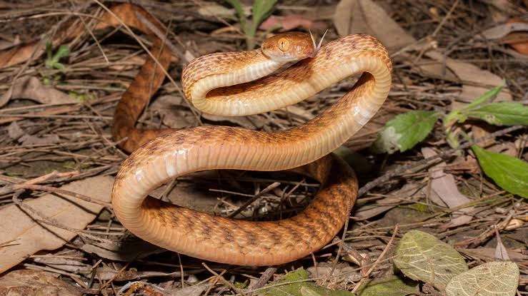 Brown Tree Snake | Animals. Animals, Animals! Wiki | Fandom