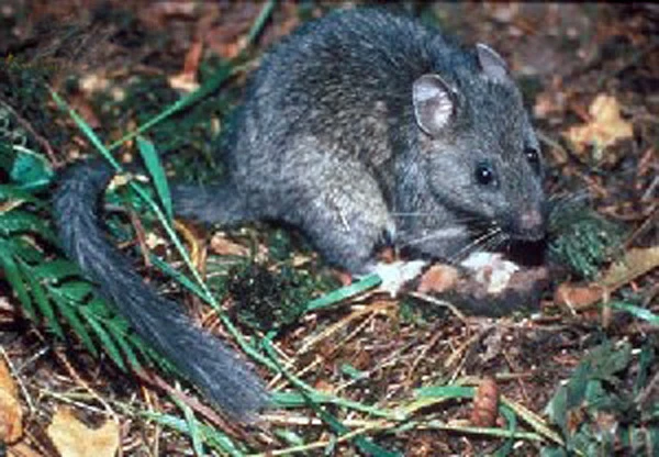 Pack Rat | Animals. Animals, Animals! Wiki | Fandom