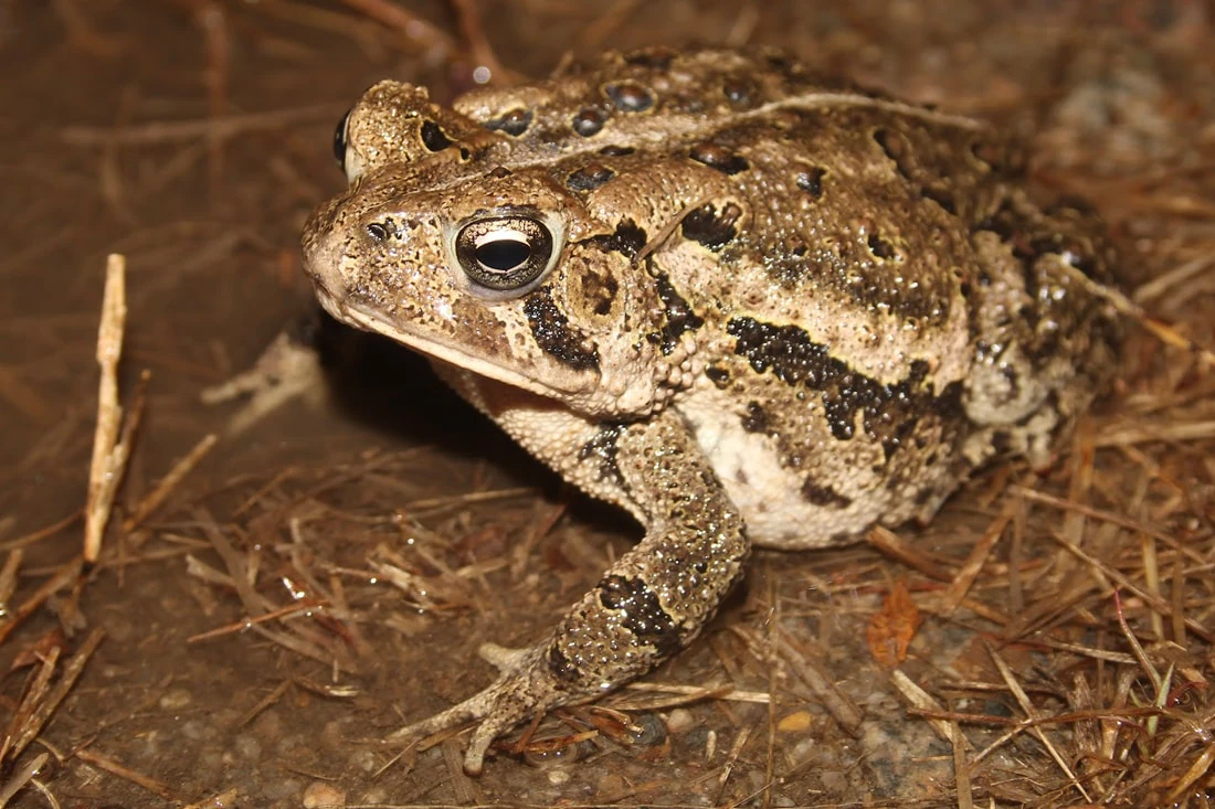 Toad | Animals. Animals, Animals! Wiki | Fandom