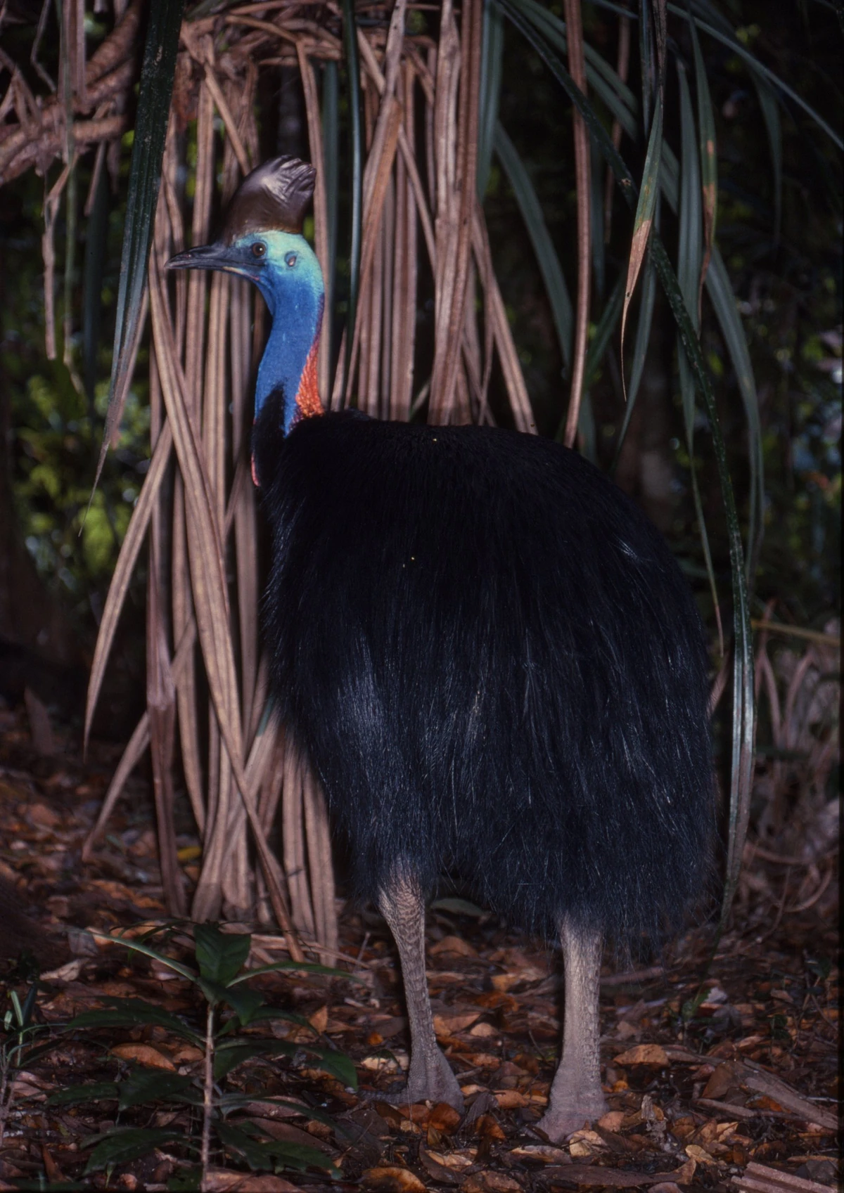 Cassowary | Animals. Animals, Animals! Wiki | Fandom