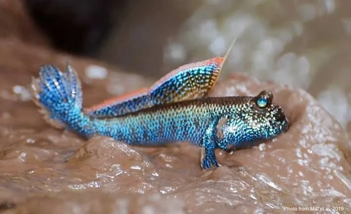 Mudskipper | Animals. Animals, Animals! Wiki | Fandom