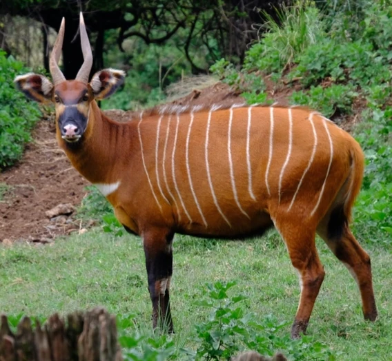 Bongo | Animals. Animals, Animals! Wiki | Fandom