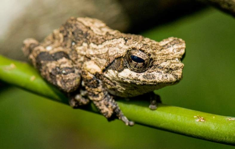 African Grey Tree Frog | Animals. Animals, Animals! Wiki | Fandom