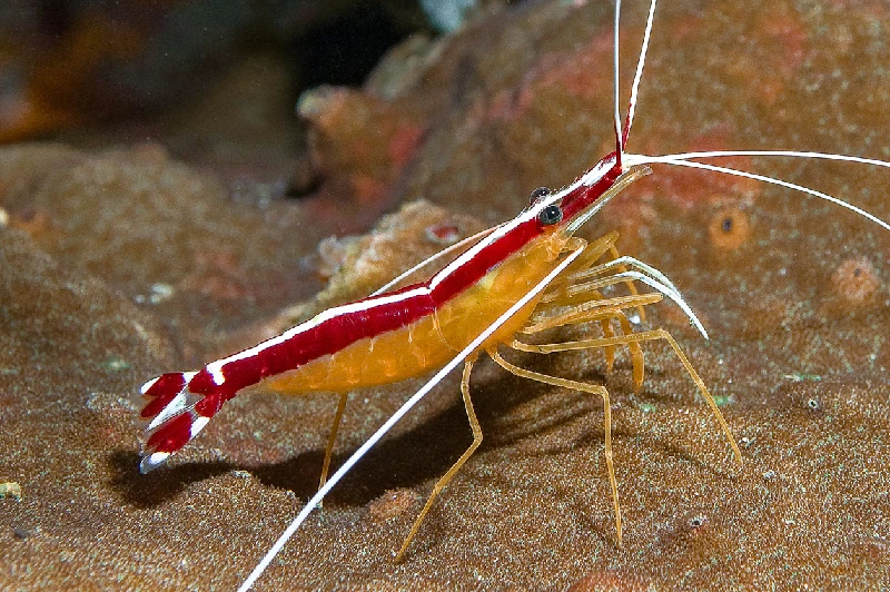 Cleaner Shrimp | Animals. Animals, Animals! Wiki | Fandom
