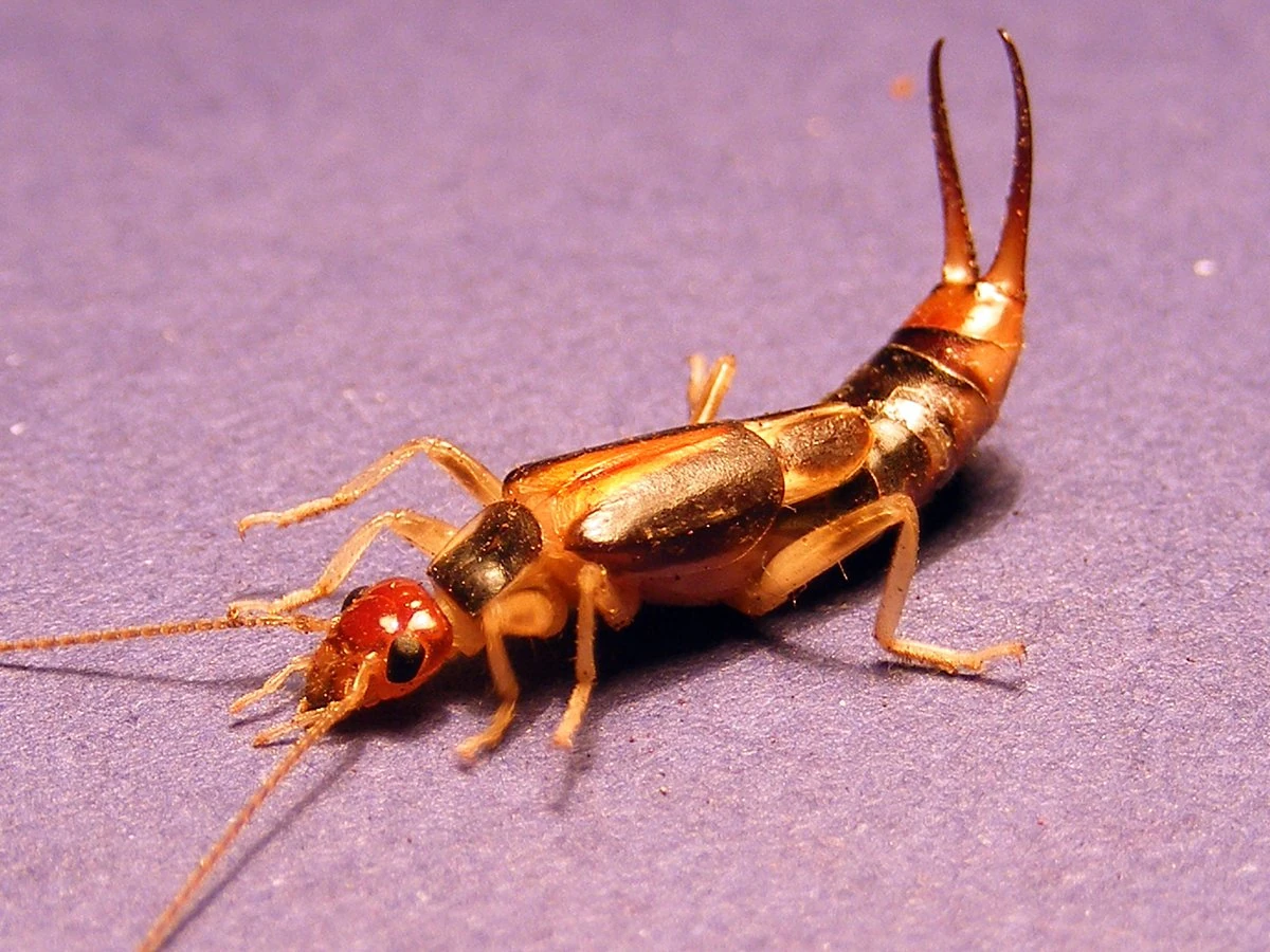 Earwig | Animals. Animals, Animals! Wiki | Fandom