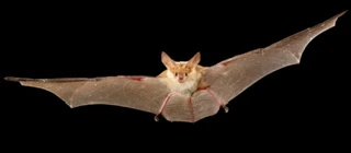 Pallid Bat | Animals. Animals, Animals! Wiki | Fandom
