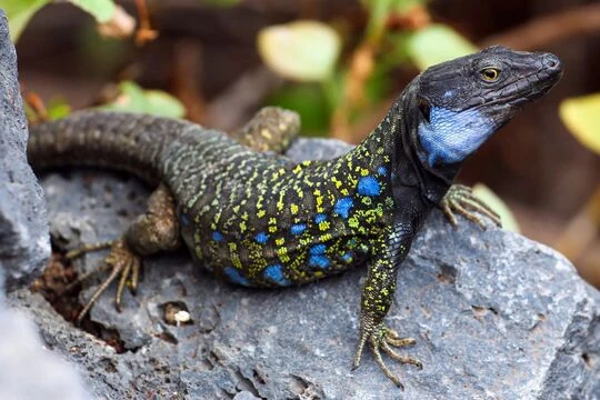 Lizard | Animals. Animals, Animals! Wiki | Fandom