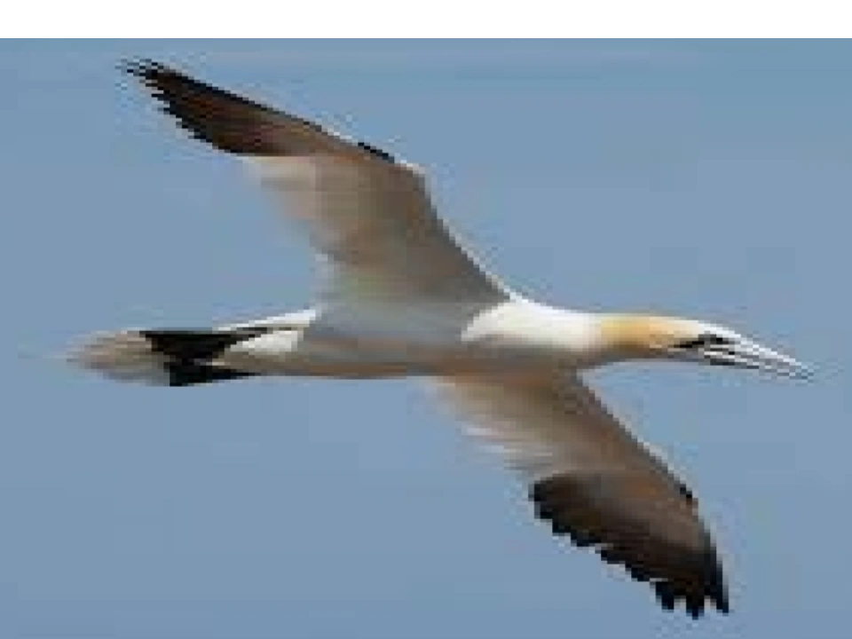 Gannet | Animals. Animals, Animals! Wiki | Fandom