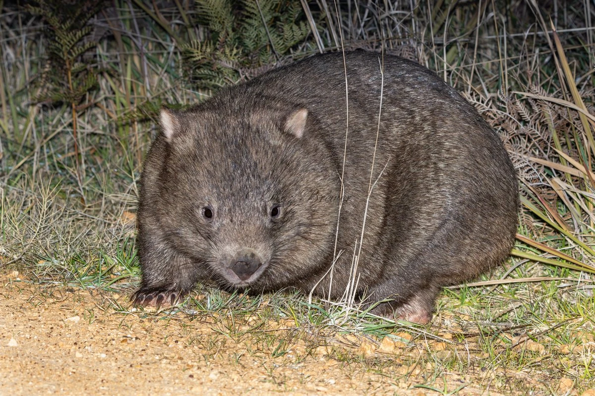 Wombat | Animals. Animals, Animals! Wiki | Fandom