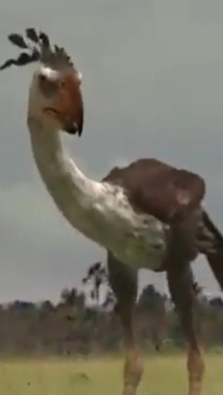 Terror Bird | Animals. Animals, Animals! Wiki | Fandom