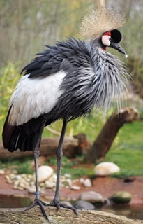 African Crowned Crane | Animals. Animals, Animals! Wiki | Fandom