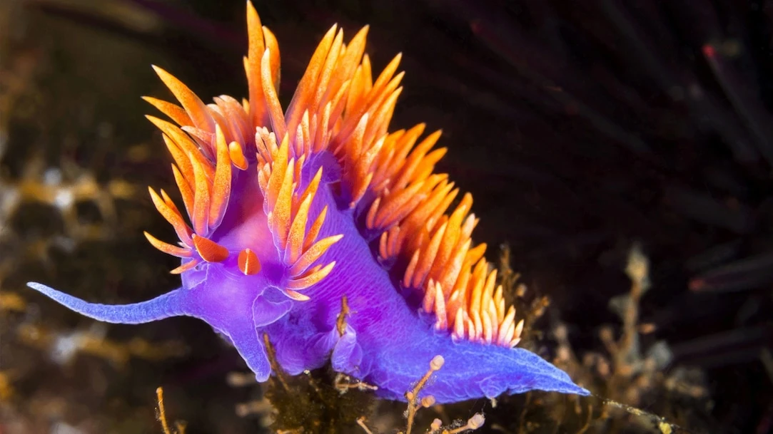 Sea Slug | Animals. Animals, Animals! Wiki | Fandom