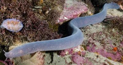 Slime Eel | Animals. Animals, Animals! Wiki | Fandom