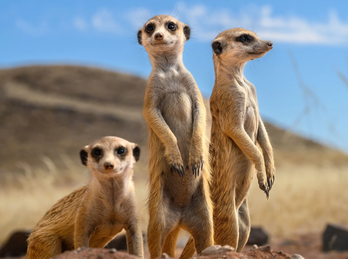 Meerkat | Animals. Animals, Animals! Wiki | Fandom