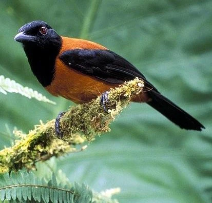 Pitohui | Animals. Animals, Animals! Wiki | Fandom