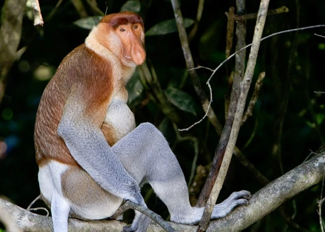 Proboscis Monkey | Animals. Animals, Animals! Wiki | Fandom