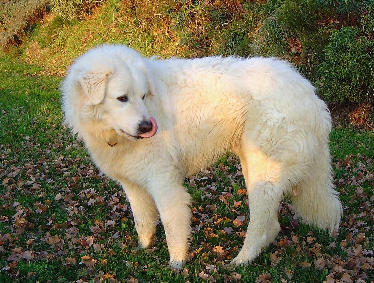 Maremma | Animals. Animals, Animals! Wiki | Fandom