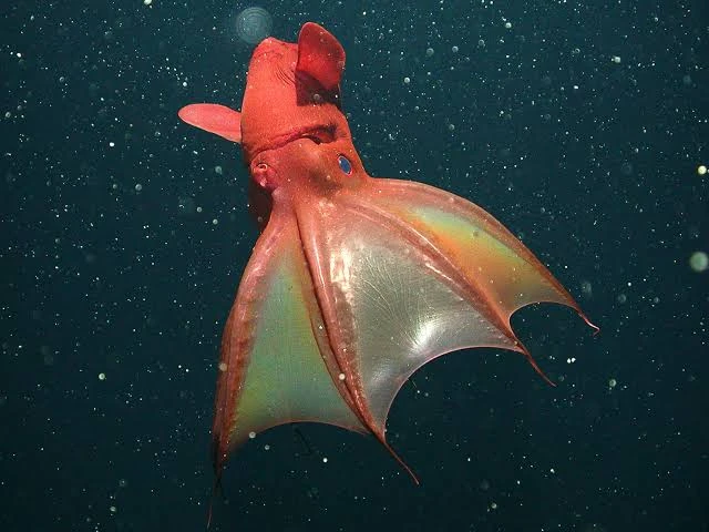 Vampire Squid | Animals. Animals, Animals! Wiki | Fandom