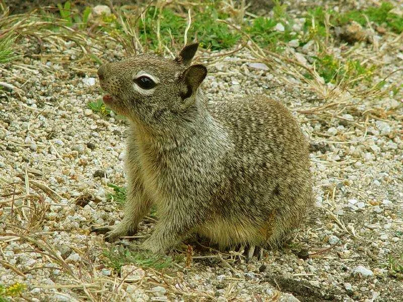 California Ground Squirrel | Animals Wiki | Fandom