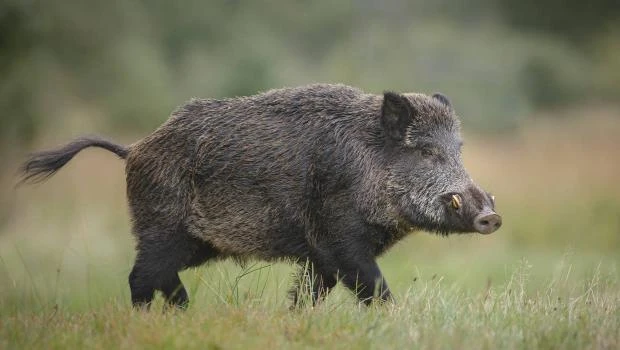 Wild Boar | Animals Wiki | Fandom